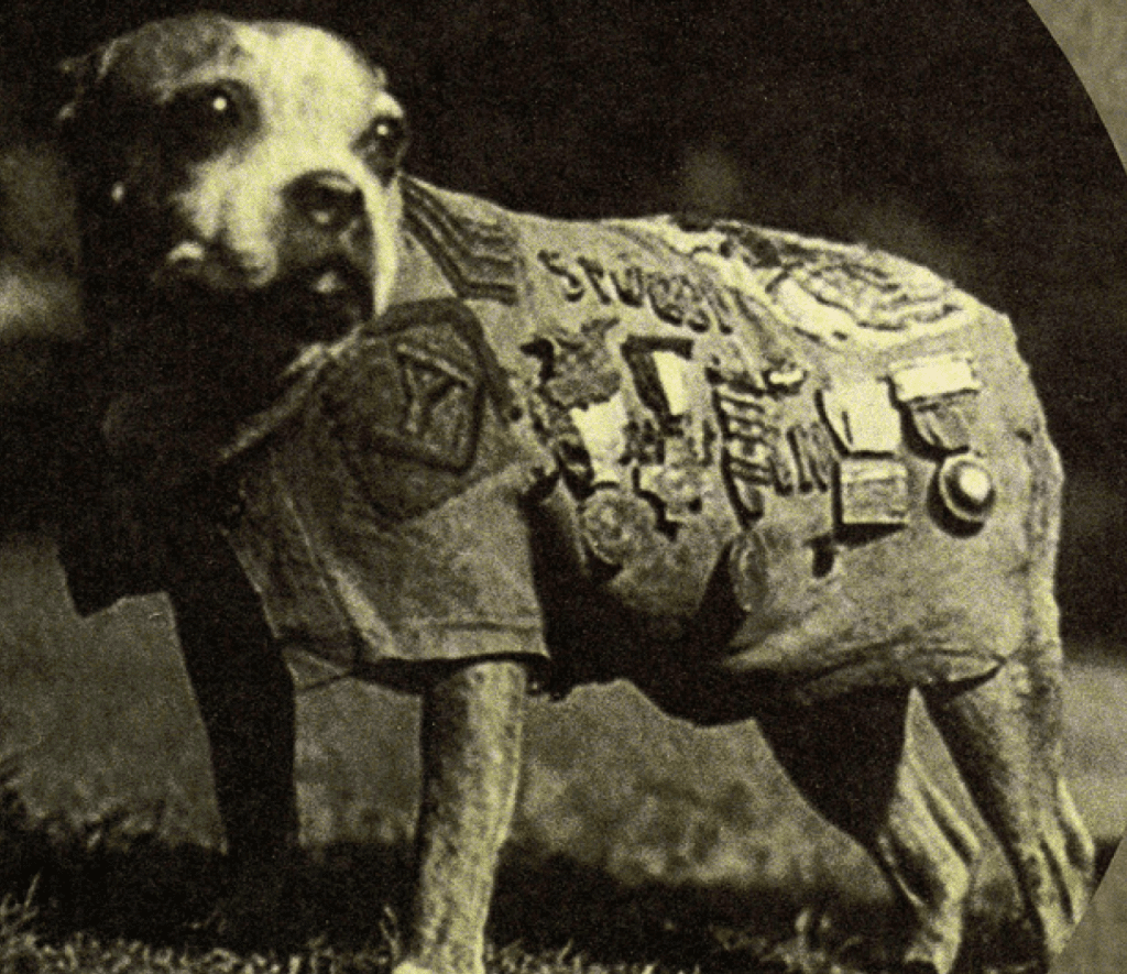 Sergeant Stubby • Mark Ray